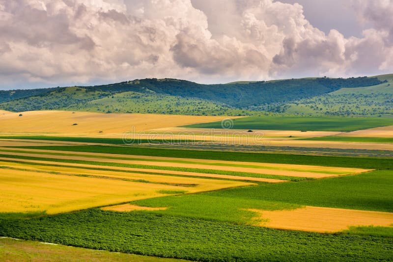 Landscape with Blooming Fields in Summer, Dobrogea, Romania Stock Photo ...
