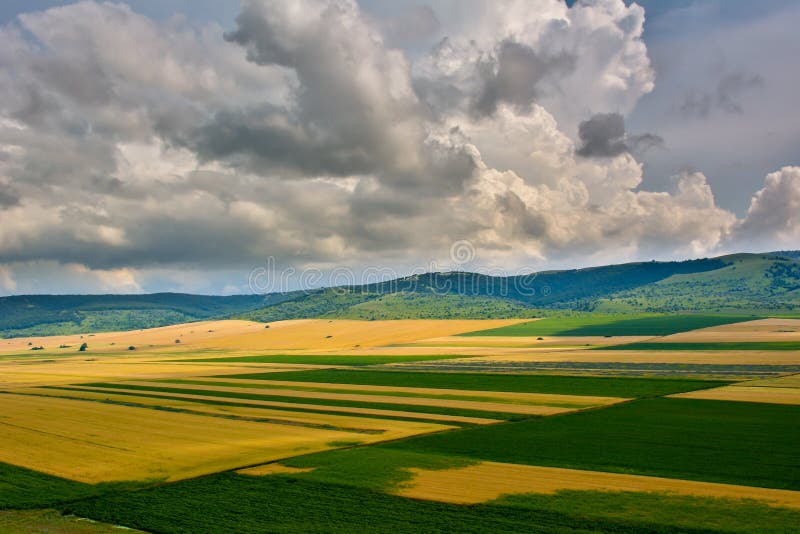 Landscape with Blooming Fields in Summer, Dobrogea, Romania Stock Photo ...