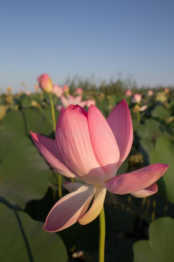 Landscape with a Blooming Lotus Stock Photo - Image of blossom, summer ...