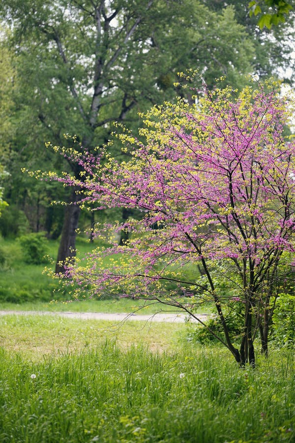 Landscape with Blooming Redbud Tree Stock Image - Image of grass, green ...