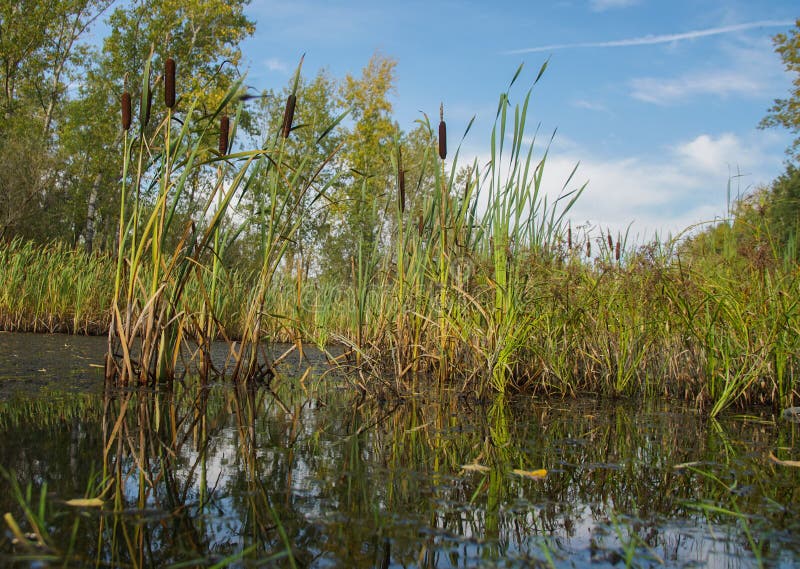 Landscape Blooming Swamp with Reeds Stock Photo - Image of fresh ...