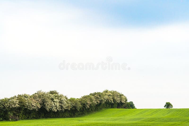 Landscape with Blooming Trees in the Spring Stock Image - Image of ...