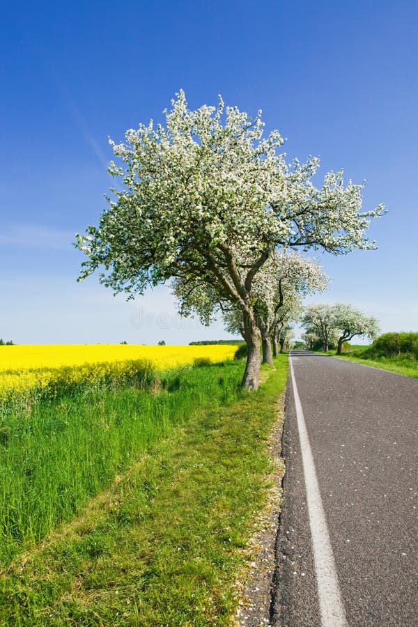 Landscape with Blossom Apple Tree Stock Photo - Image of bloom, nature ...