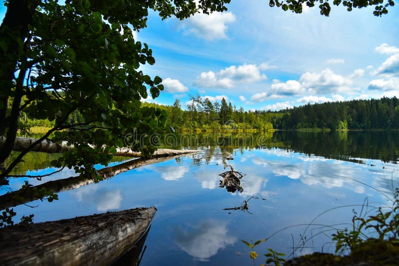Landscape Blue Lake in the Summer Forest Stock Photo - Image of summer ...