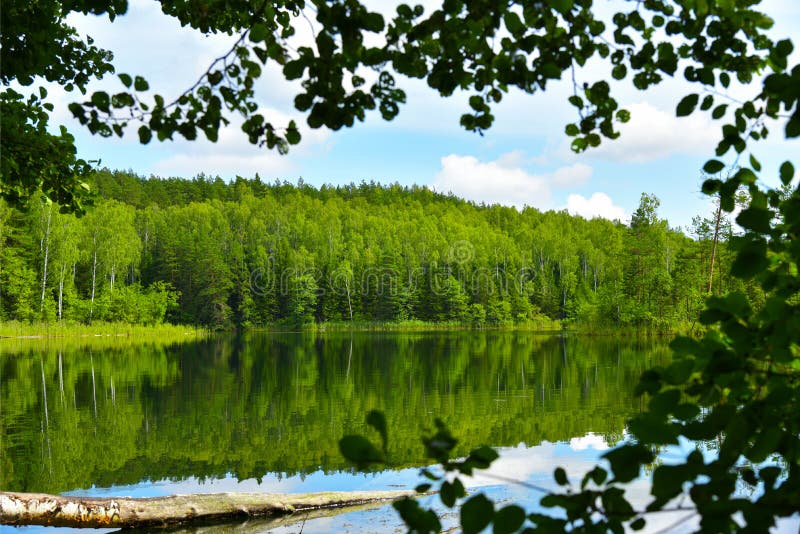 Landscape Blue Lake in the Summer Forest Stock Photo - Image of rural ...