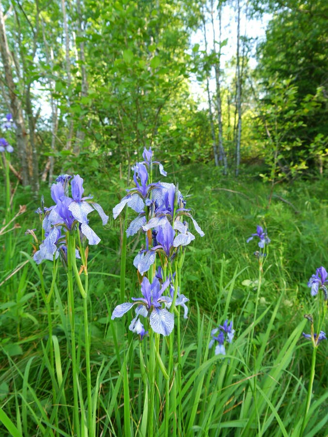 Landscape with Blue Siberian Iris Stock Image - Image of area, flower ...