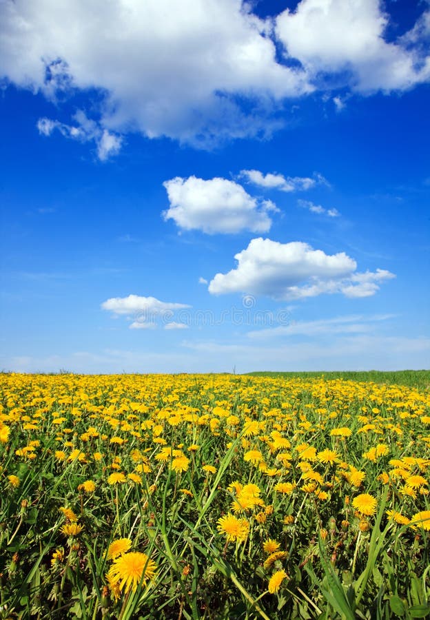 Landscape of Blue Sky Dandelion Field Stock Photo - Image of ...