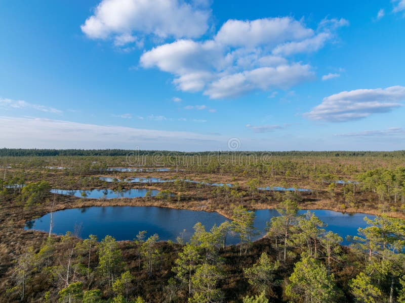 Landscape with Blue Swamp Lakes Surrounded by Small Pine and Birch ...