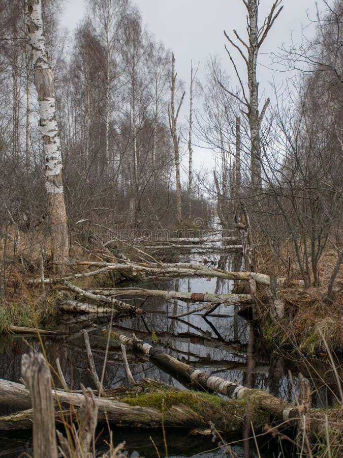 Landscape with Bog Ditch, White Birch Trees Stock Photo - Image of ...