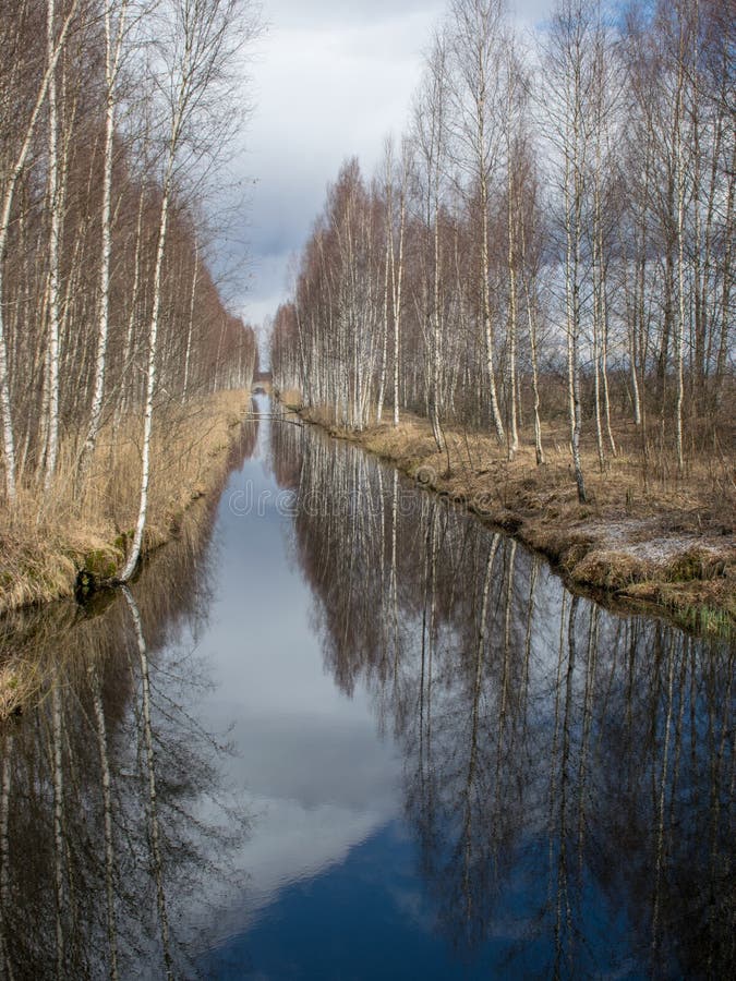 Landscape with Bog Ditch, White Birch Trees Stock Photo - Image of ...