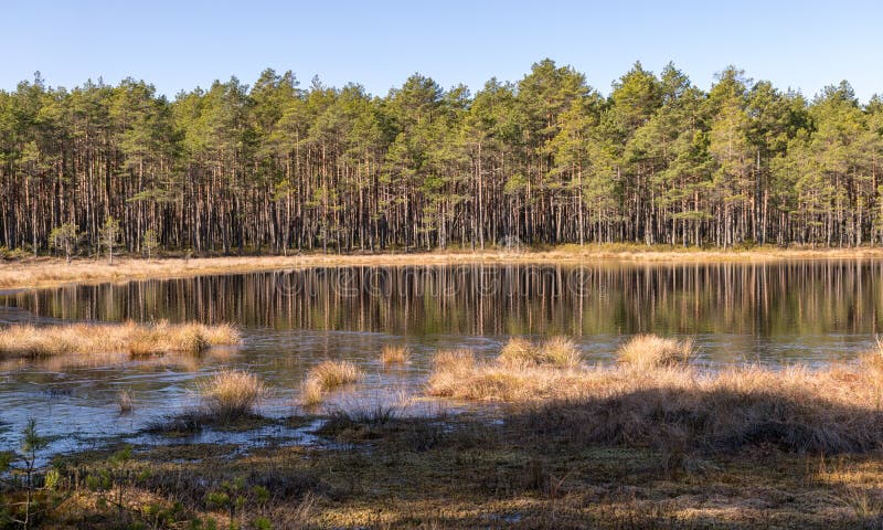 Landscape with Bog Lake, in the Foreground Bog Grass Texture Stock ...