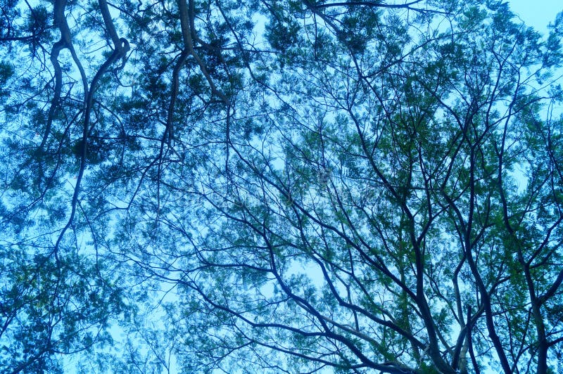 The Landscape of the Branches and Leaves of a Dense Tree Stock Photo ...