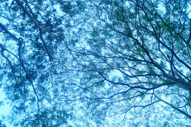 The Landscape of the Branches and Leaves of a Dense Tree Stock Photo ...