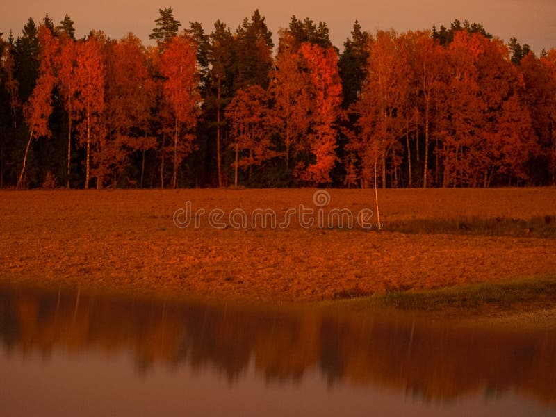 Landscape with Bright Trees, Blurred Foreground Stock Image - Image of ...