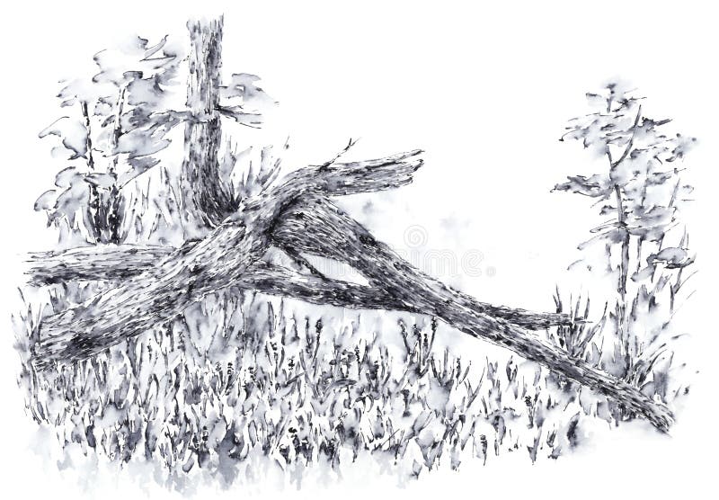 Broken Tree Trunk Stock Illustrations – 575 Broken Tree Trunk Stock ...
