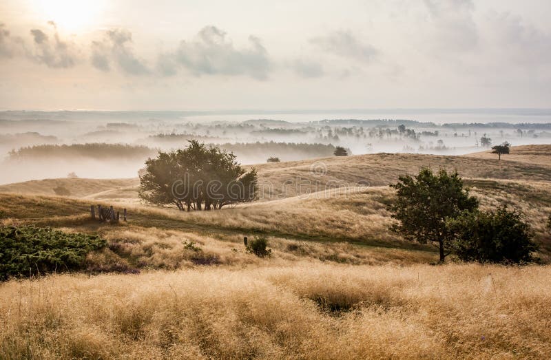 Landscape of Brown Grass Field with Trees on a Hill Stock Photo - Image ...