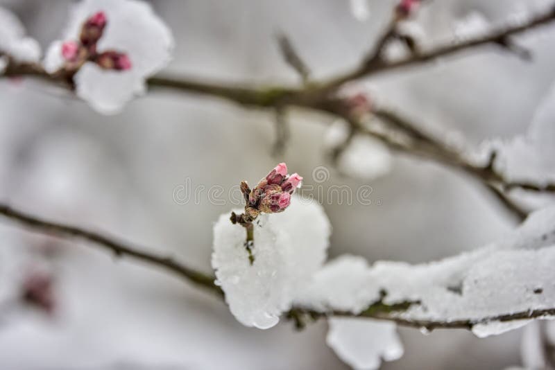 Budding and Blooming Tree Branches Covered with Snow Stock Photo ...