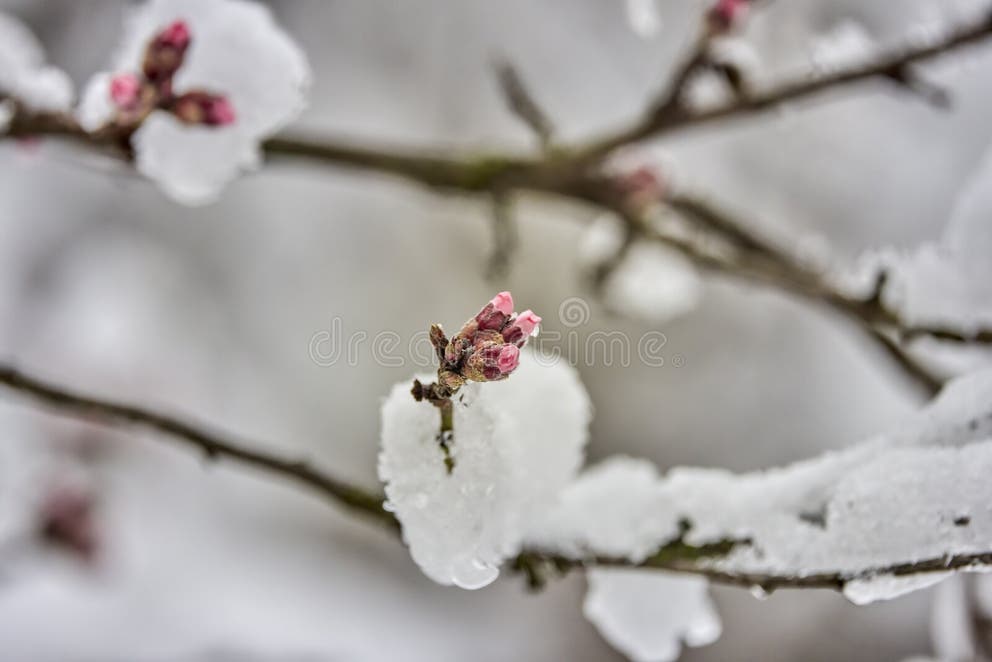 Budding and Blooming Tree Branches Covered with Snow Stock Photo ...