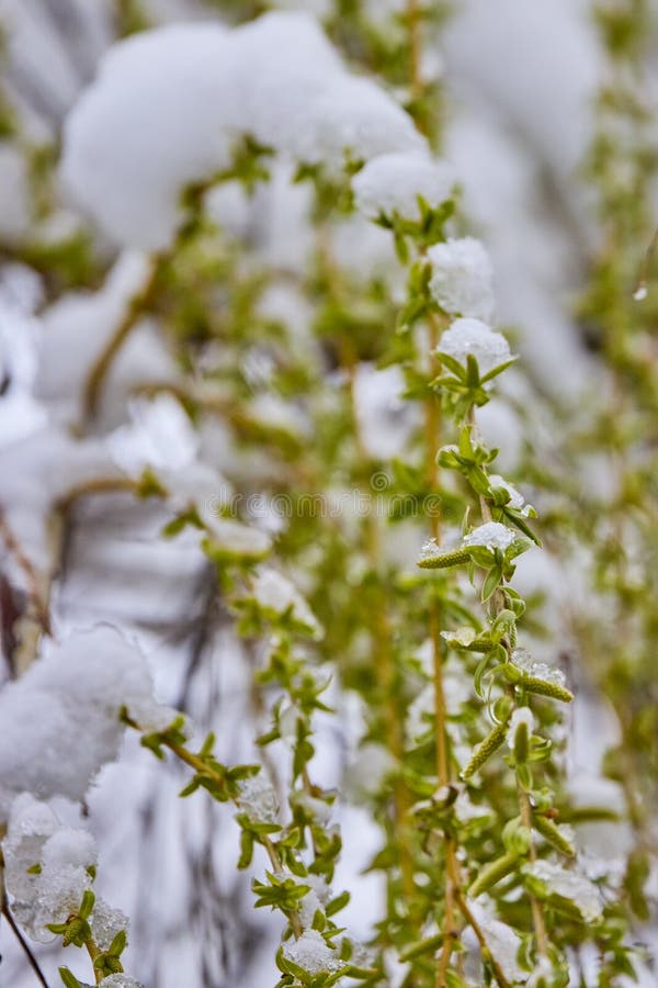 Budding and Blooming Tree Branches Covered with Snow Stock Image ...