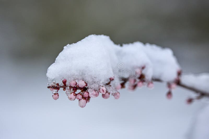 Budding and Blooming Tree Branches Covered with Snow Stock Image ...
