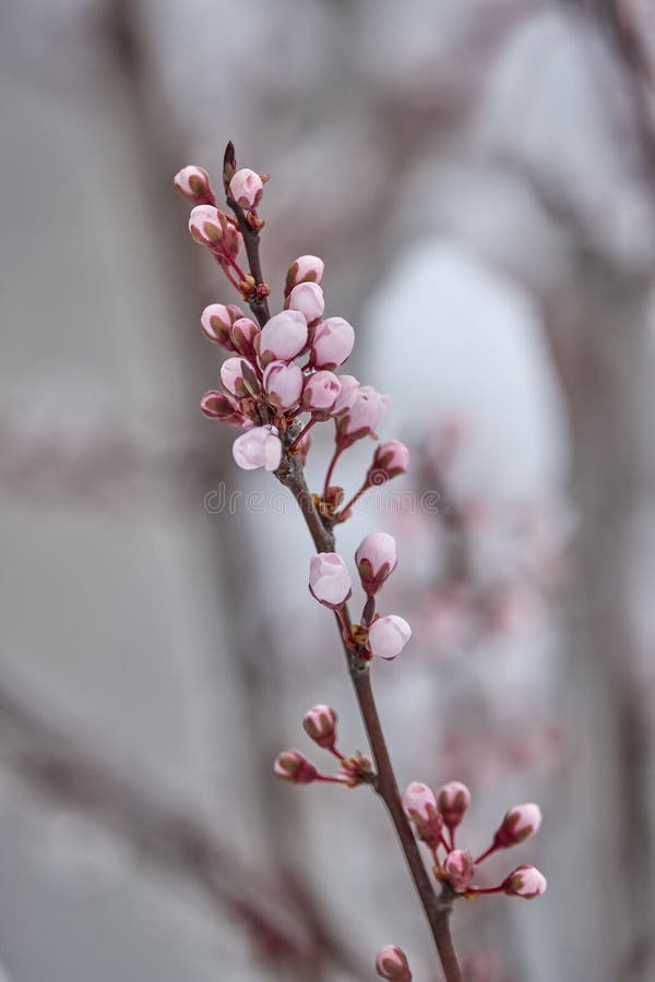 Budding and Blooming Tree Branches Covered with Snow Stock Photo ...