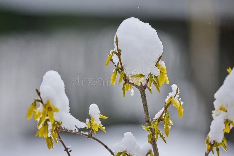 Budding and Blooming Tree Branches Covered with Snow Stock Photo ...