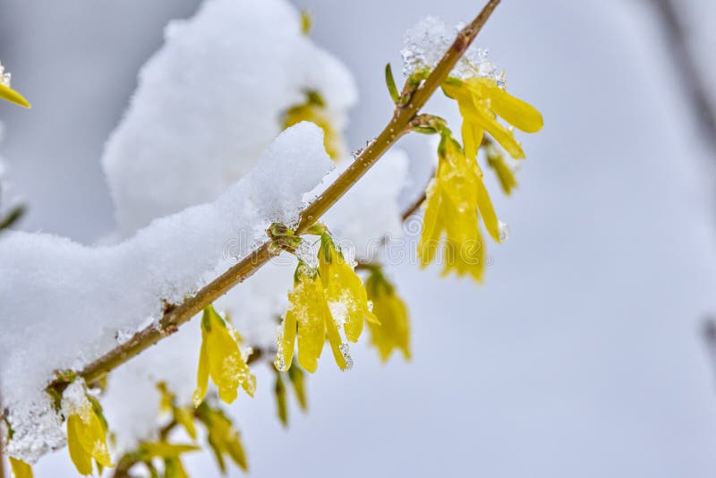 Budding and Blooming Tree Branches Covered with Snow Stock Photo ...