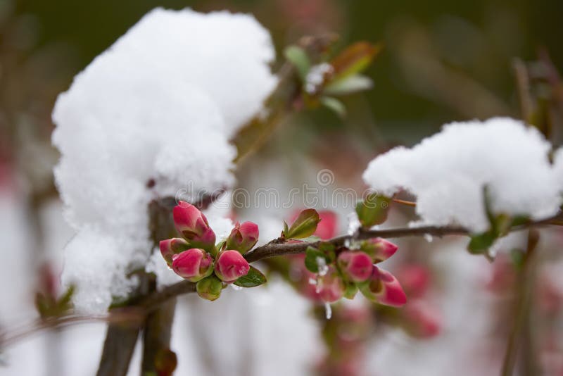 Budding and Blooming Tree Branches Covered with Snow Stock Photo ...