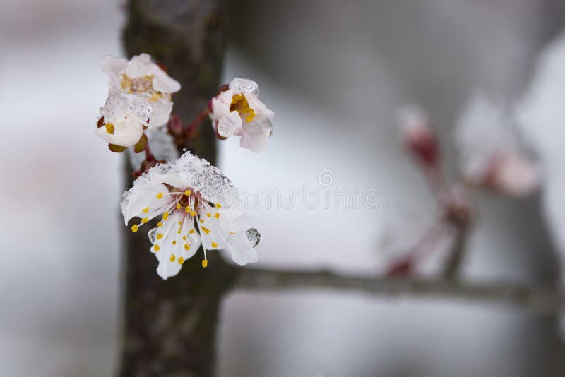 Budding and Blooming Tree Branches Covered with Snow Stock Image ...