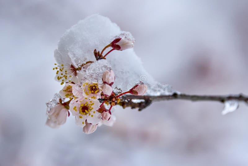 Budding and Blooming Tree Branches Covered with Snow Stock Image ...