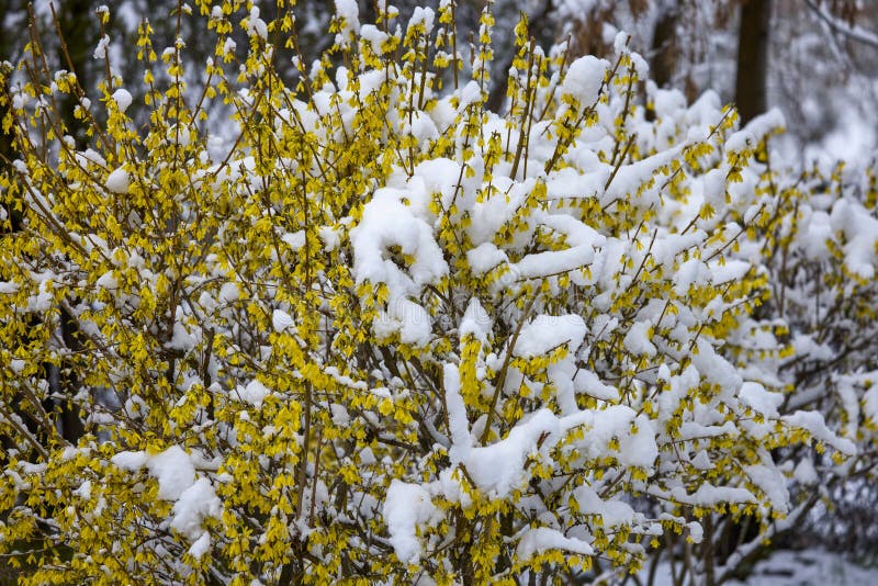 Budding and Blooming Tree Branches Covered with Snow Stock Image ...