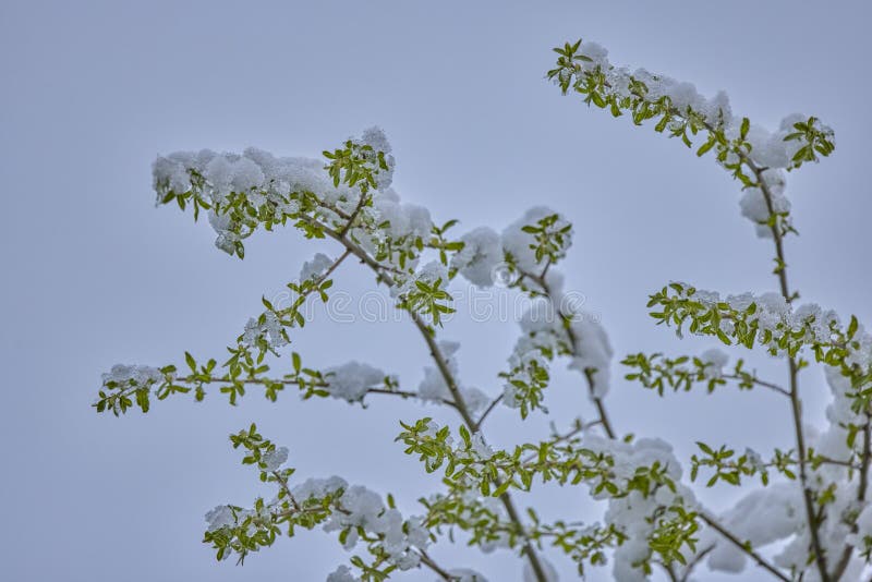 Budding and Blooming Tree Branches Covered with Snow Stock Photo ...
