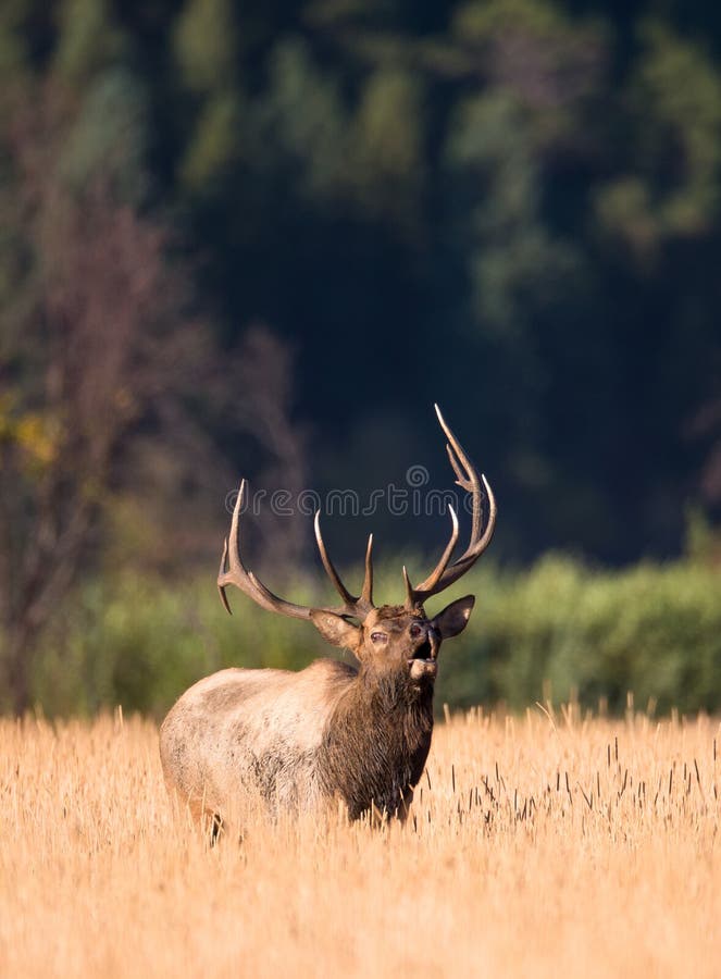 Landscape of Bull Elk Rutting Stock Image - Image of bedded, racks ...