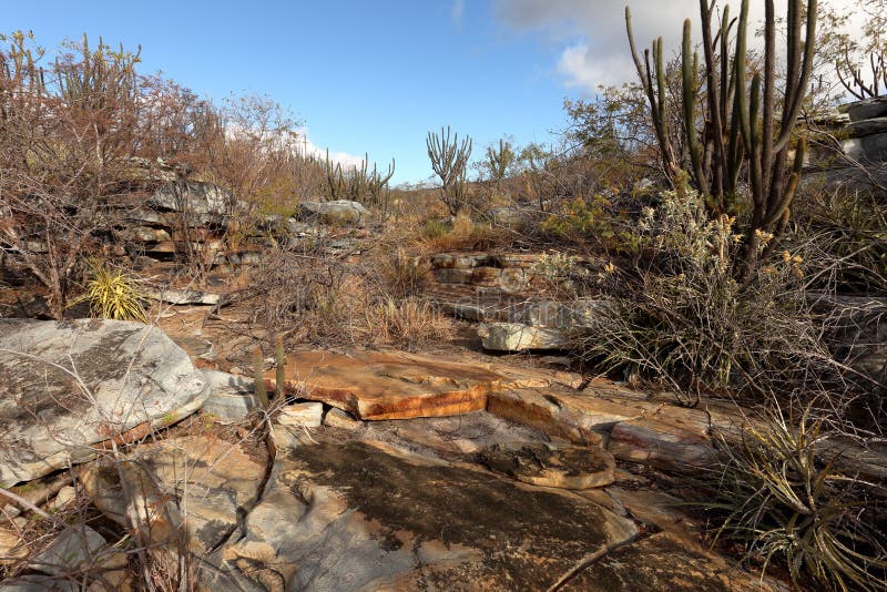 Landscape of Caatinga in Brazil Stock Photo - Image of landscape ...