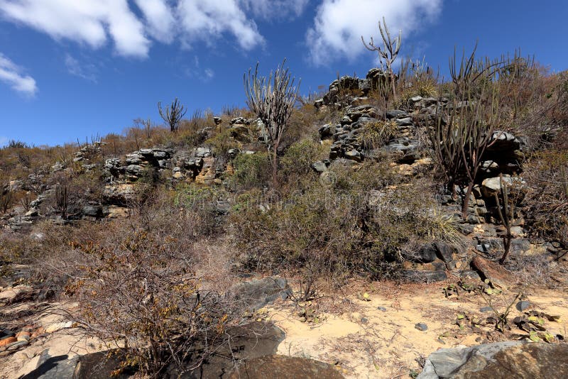 Landscape Of Caatinga In Brazil Stock Image - Image of valley, drought ...