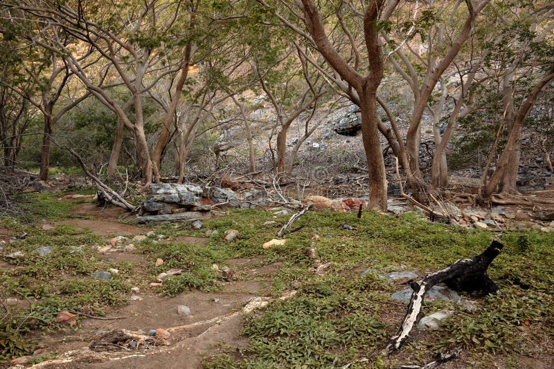 Landscape of Caatinga in Brazil Stock Photo - Image of savannah ...
