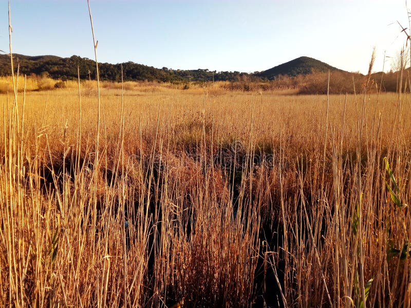 Landscape stock image. Image of nature, thicket, season - 86555495