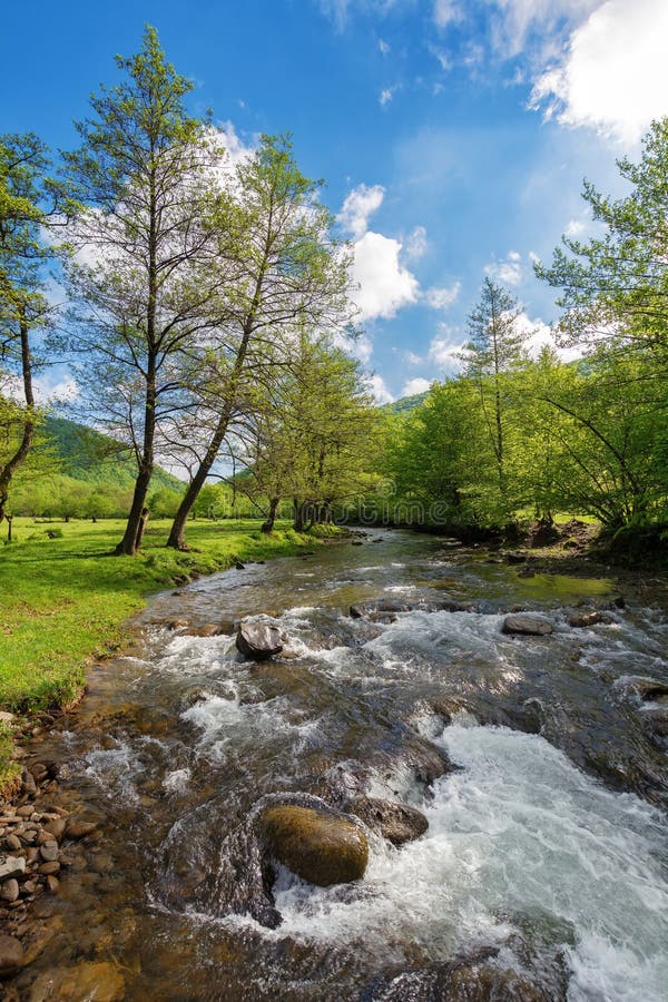Landscape with Carpathian Mountains, Forest and a River in Front Stock ...
