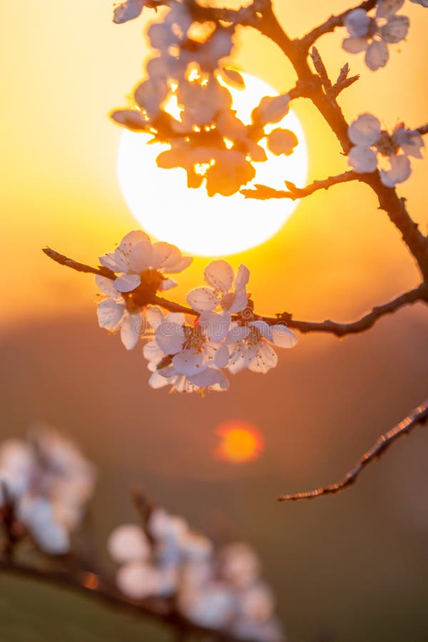 Landscape in Chinese Style with Blooming Apricot Branch and Sun on the ...