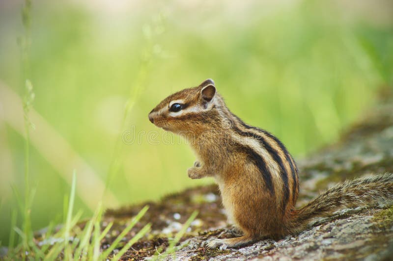 Landscape with Chipmunk, Forest Chipmunk Stock Photo - Image of arches ...
