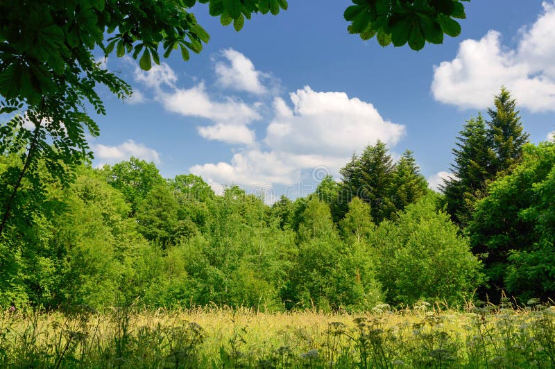 Landscape from the Clearing of a Forest Stock Photo - Image of pasture ...