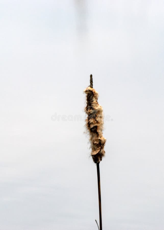 Landscape with a Close-up of a Dead Reed, Early Spring in Nature Stock ...