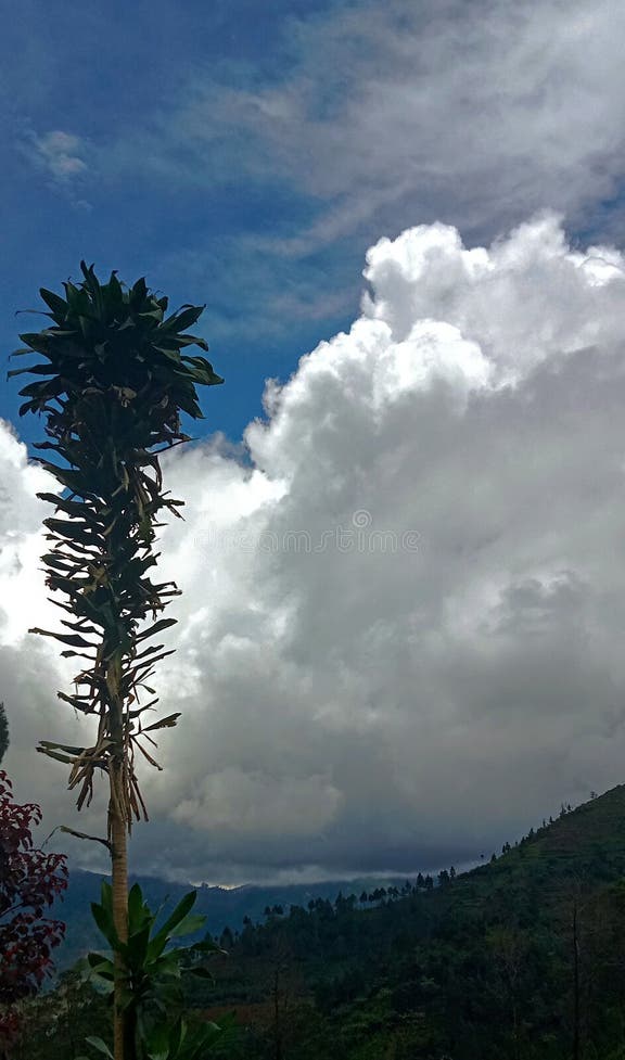 Tambi stock photo. Image of blue, tree, clouds, landscape - 238798608