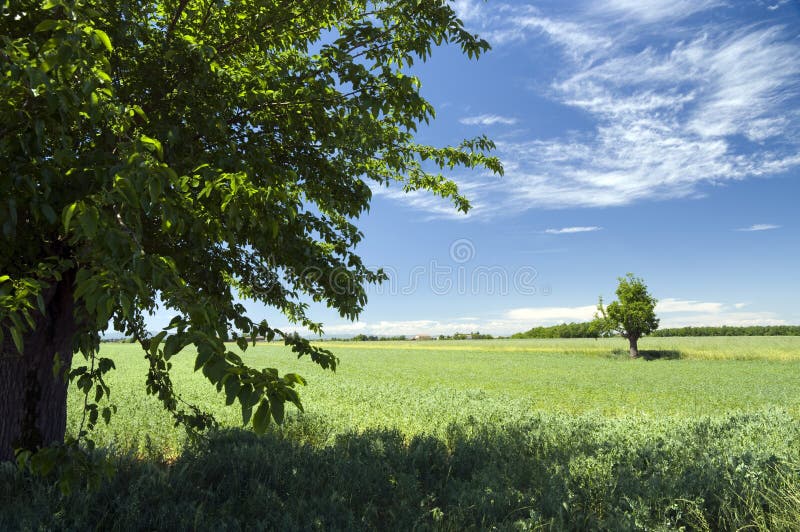 Landscape with Clouds and Trees Stock Photo - Image of green ...