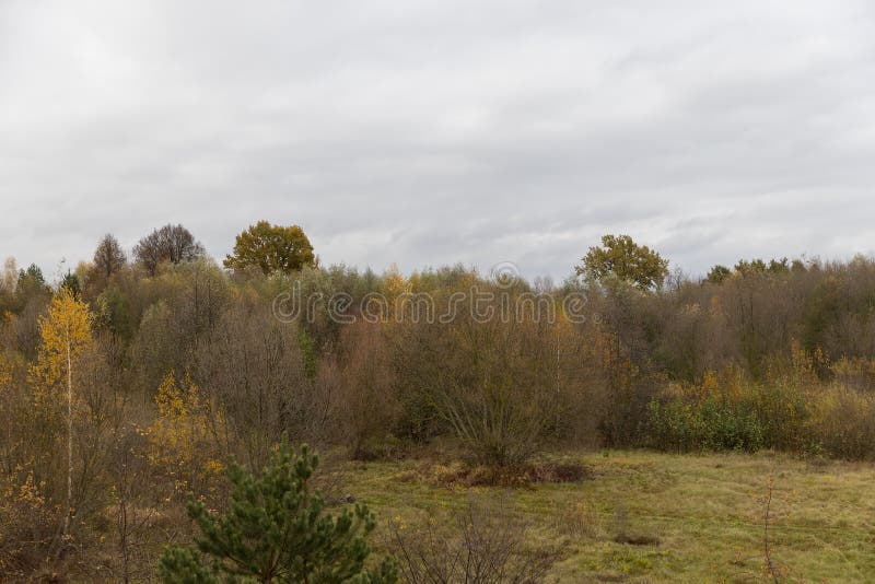 Hilly Area with Birch Trees and Other Trees with Yellow and Orange ...