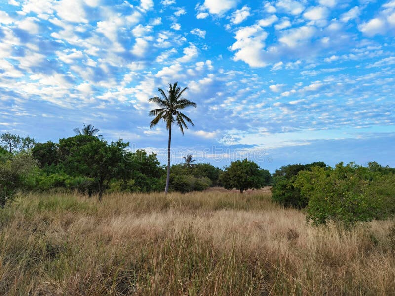 Landscape in a Coastal Region in Tanzania Stock Image - Image of tree ...