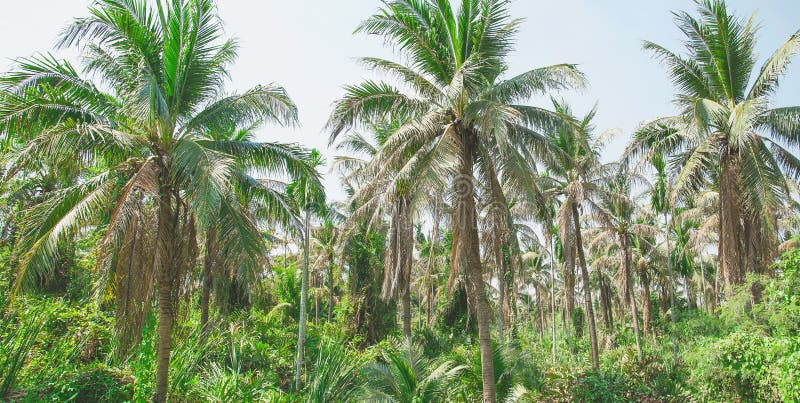 Landscape of coconut tree stock image. Image of tropical - 85322449