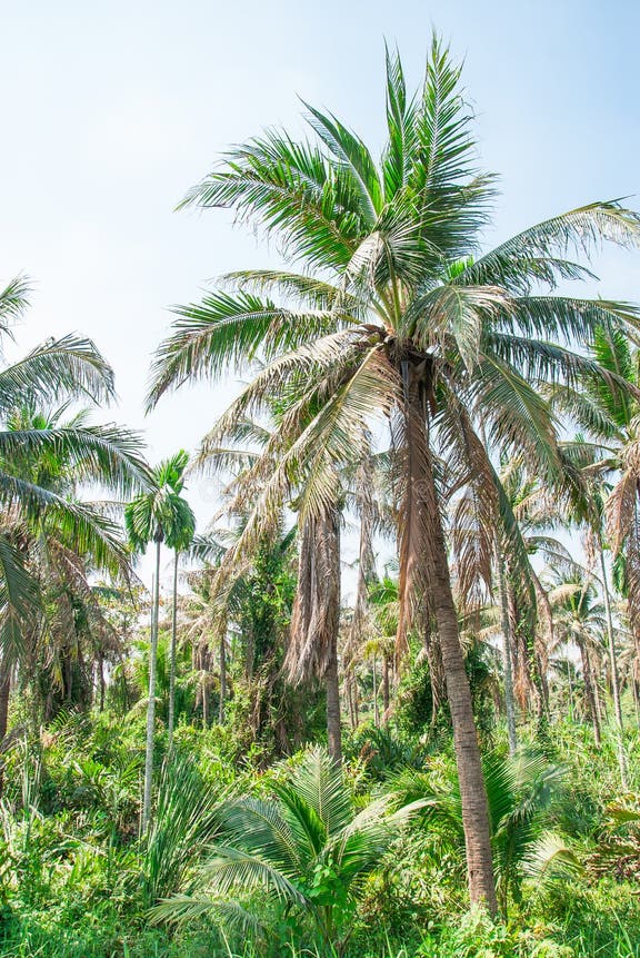 Landscape of coconut tree stock photo. Image of plant - 85322530