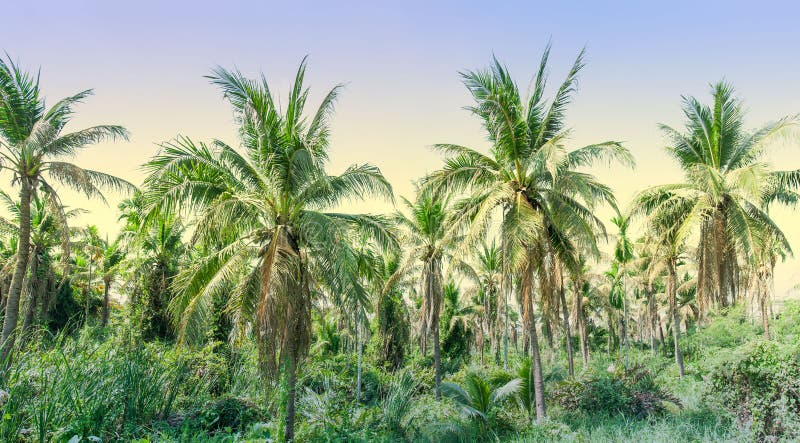 Landscape of coconut tree stock image. Image of group - 85332739