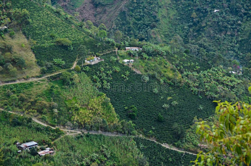Landscape with Coffee Farms. Colombia Stock Photo - Image of crop, agro ...